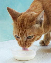 The Cat Health Mewsletter: Volume 187